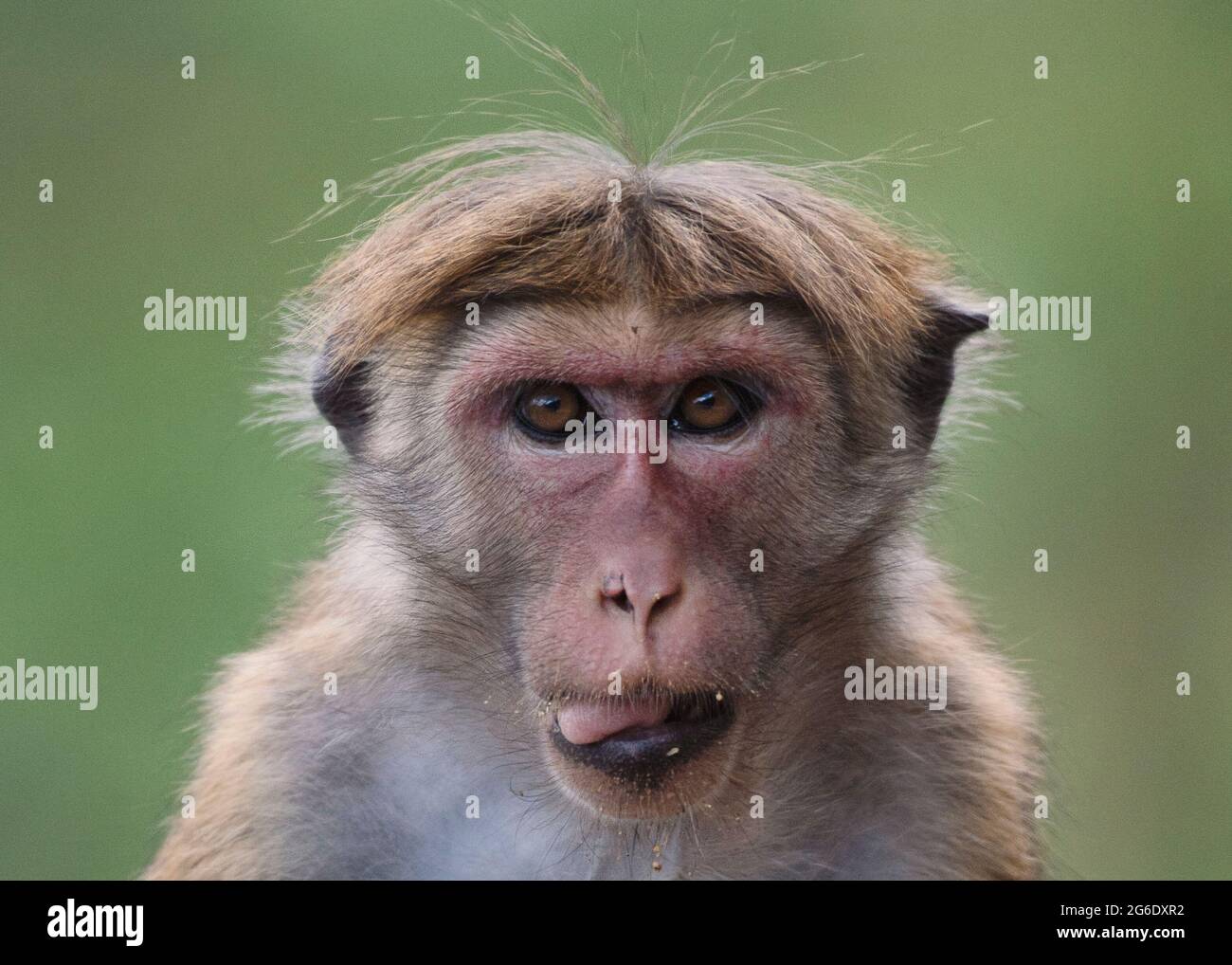 Close up of faces of Sri lanka monkey - Toque Macaque Stock Photo - Alamy
