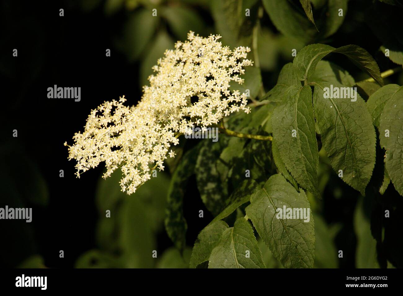 Elderflower chordial hi-res stock photography and images - Alamy