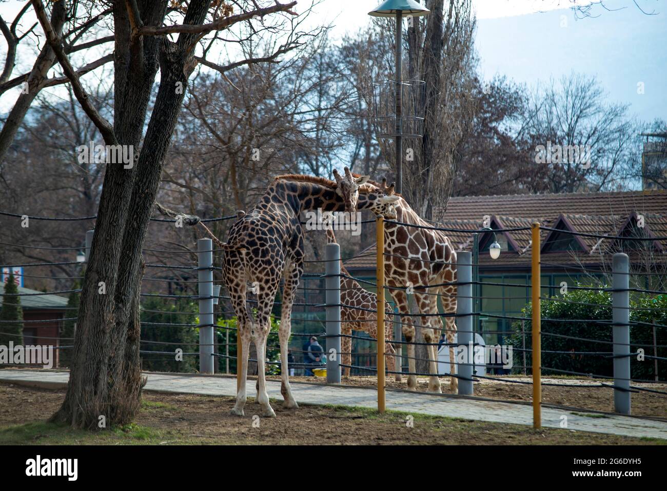 Two beautiful giraffe is huging in zoo Stock Photo - Alamy