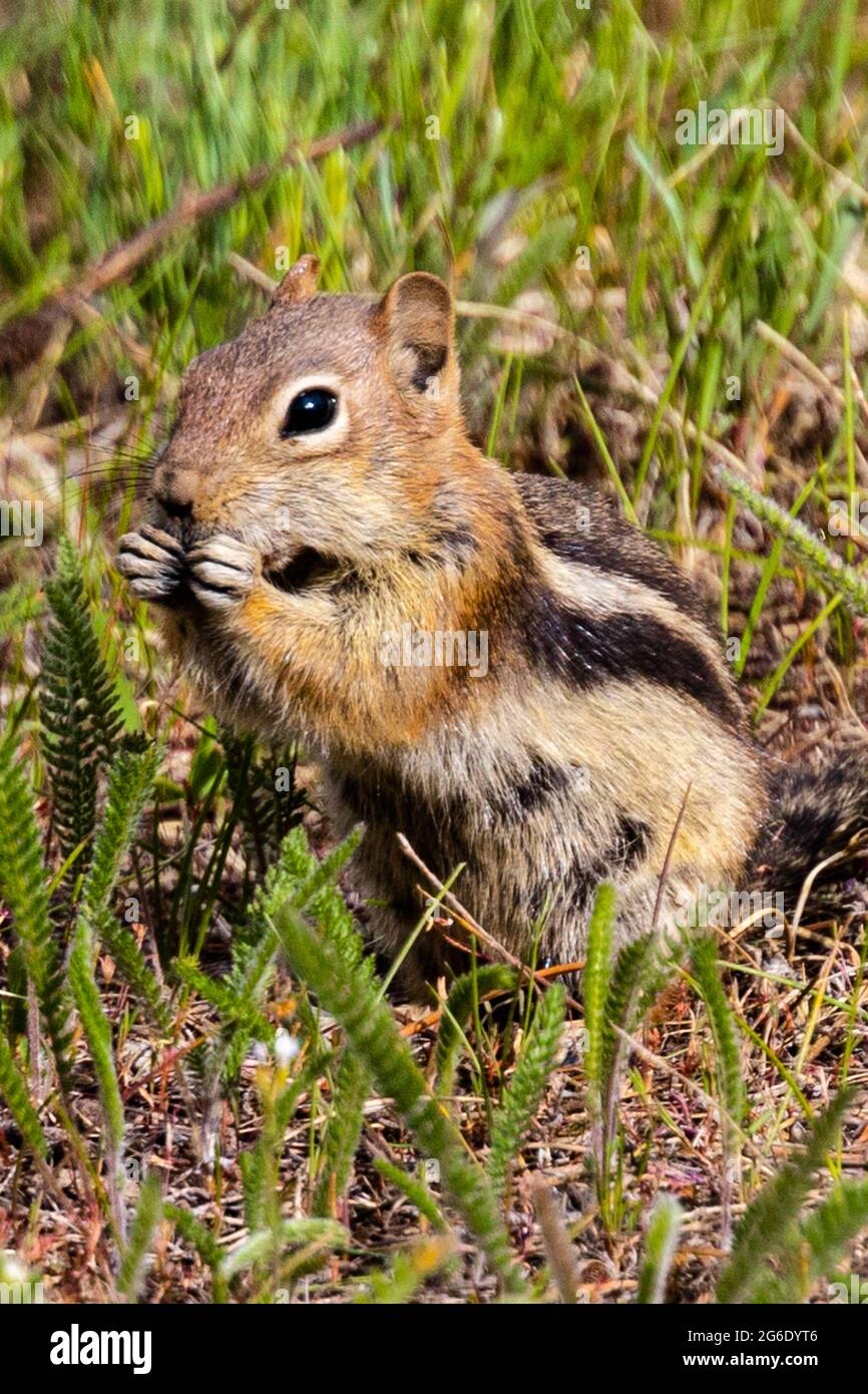 Ground Squirrel eating food Stock Photo - Alamy