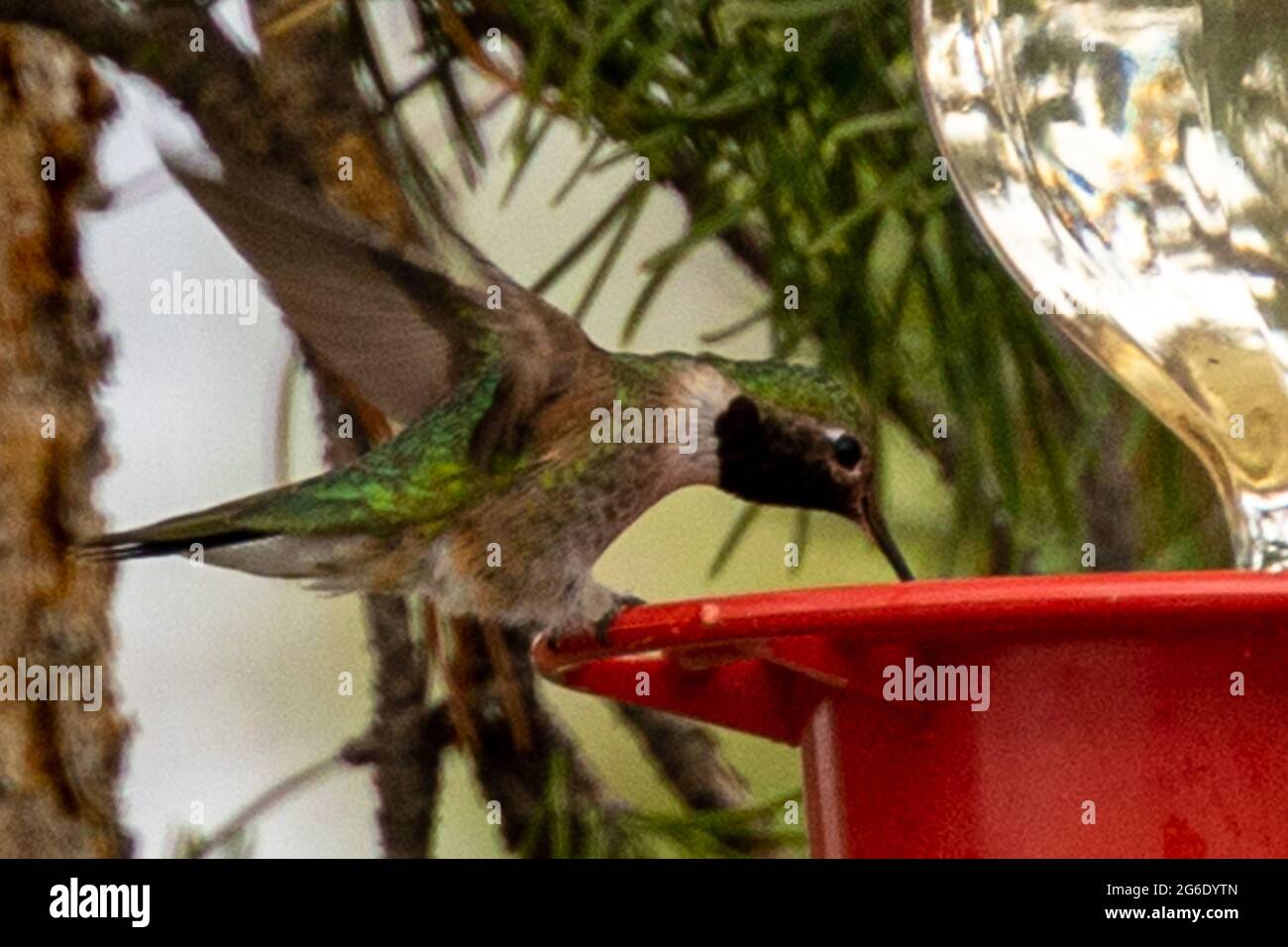 Hummingbird Drinking From a Feeder Stock Photo - Alamy