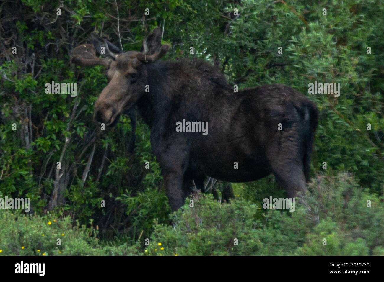 Bull Moose eating in a field Stock Photo - Alamy