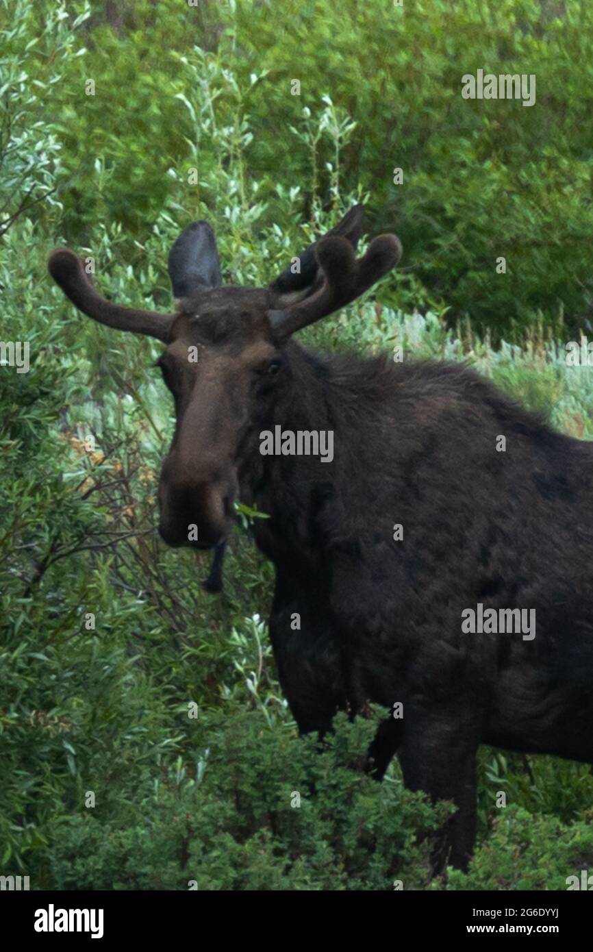 Moose eating hi-res stock photography and images - Alamy