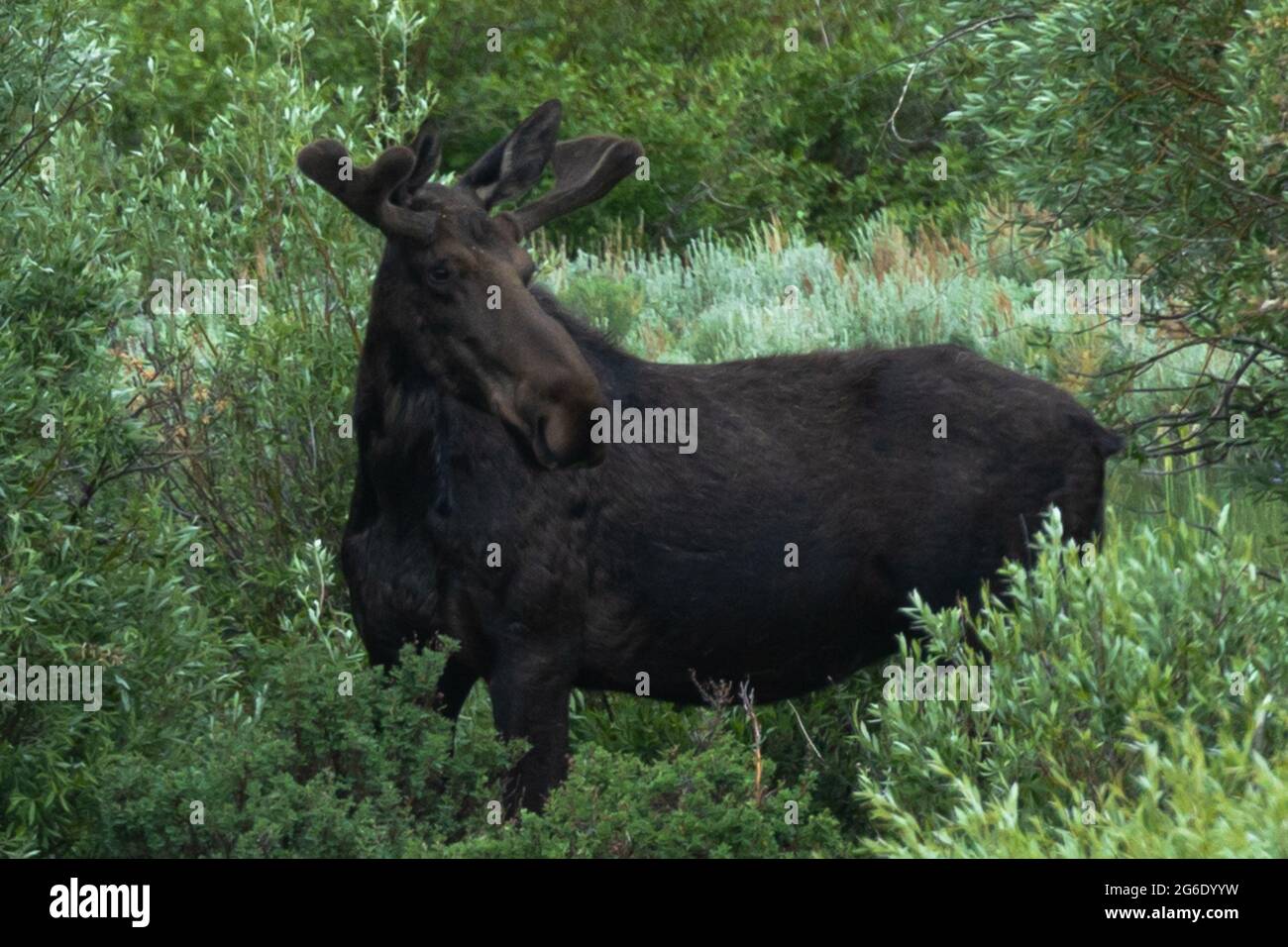 Animal north america eating forest hi-res stock photography and images ...
