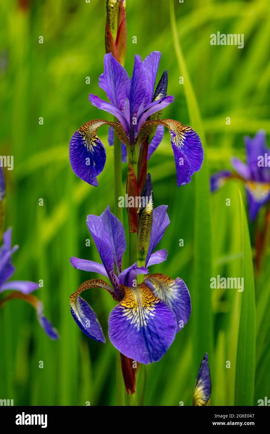 Endearing Iris sibirica, Siberian iris, Siberian flag in full flower ...