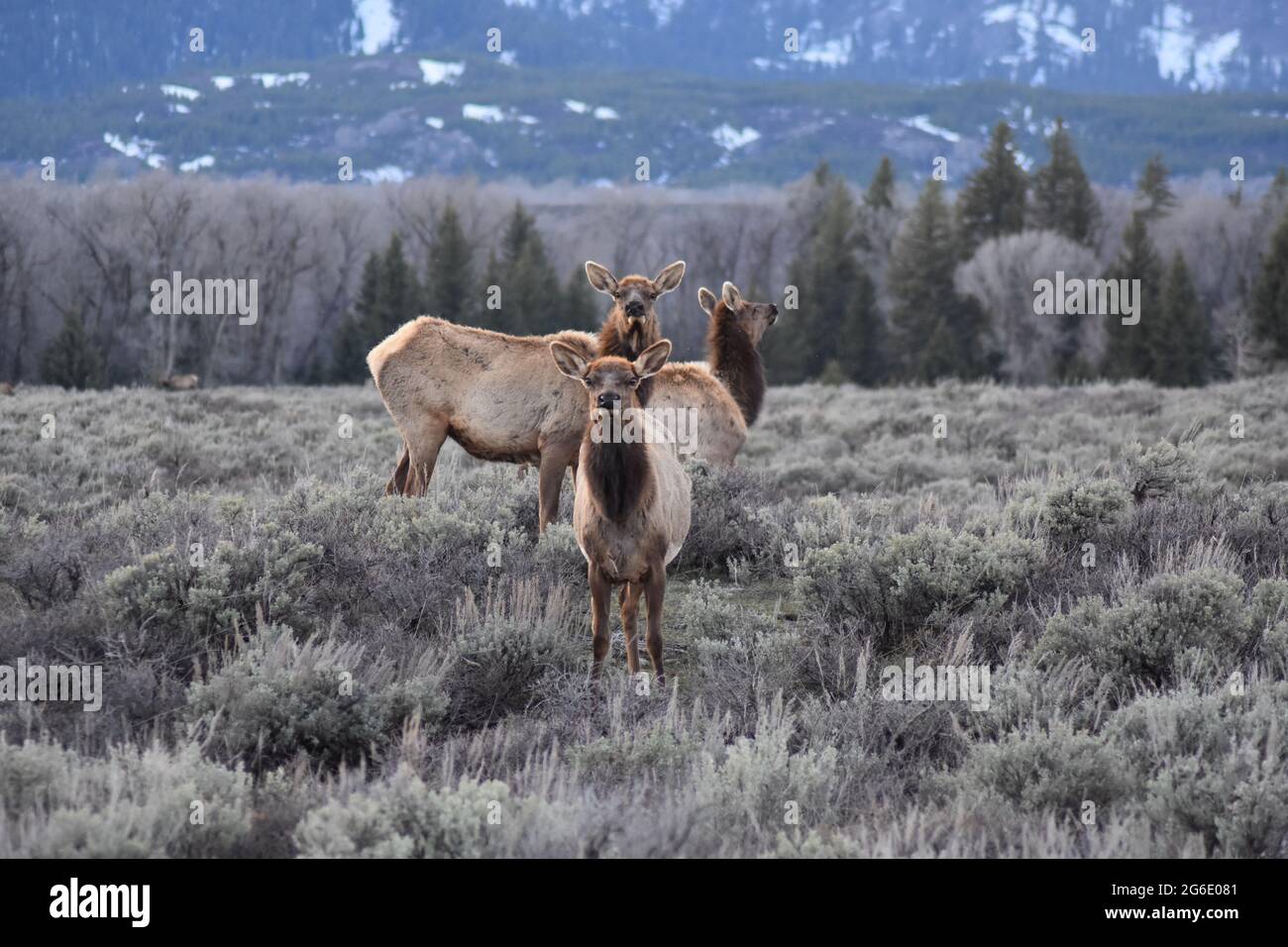 Three elk in nature Stock Photo - Alamy