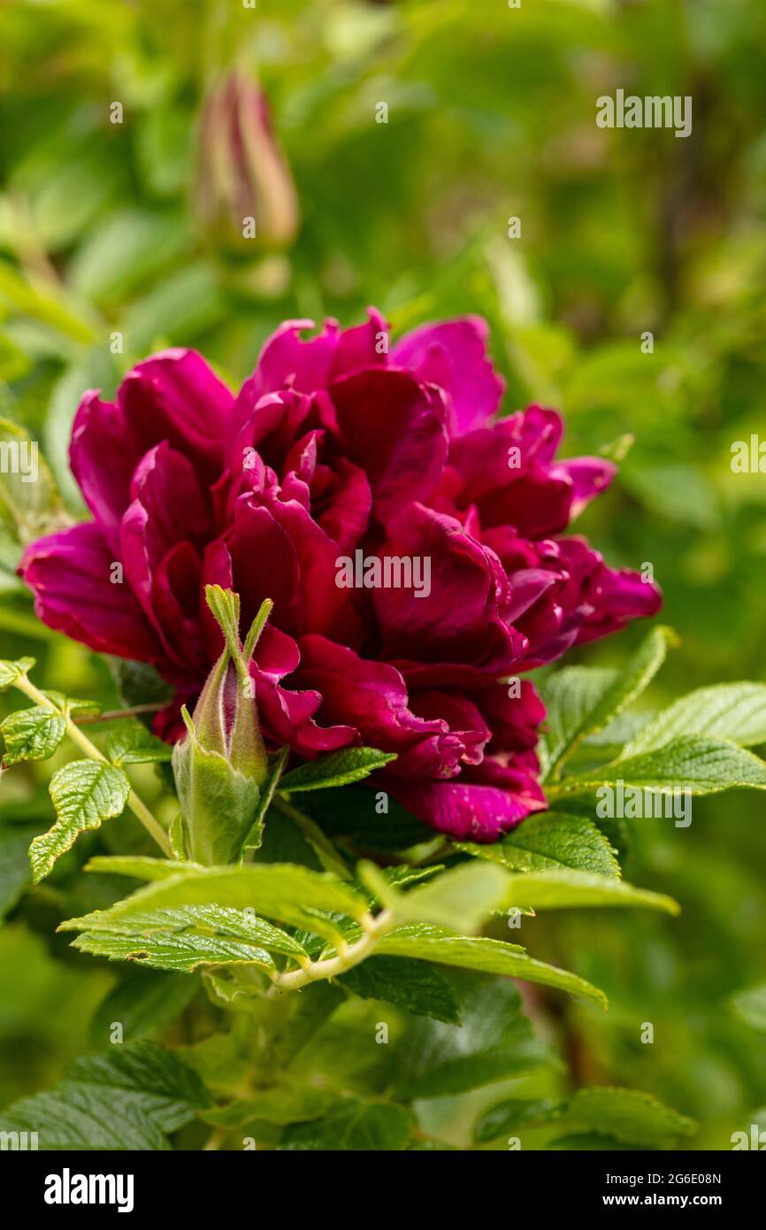 Stunning Rosa 'Just Joey’, rose 'Just Joey’ blooms in close-up. Natural ...