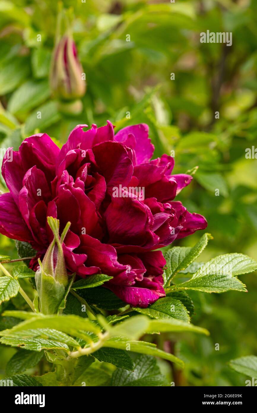 Dove La Felce Rossa Cresce Rubin E Rainie