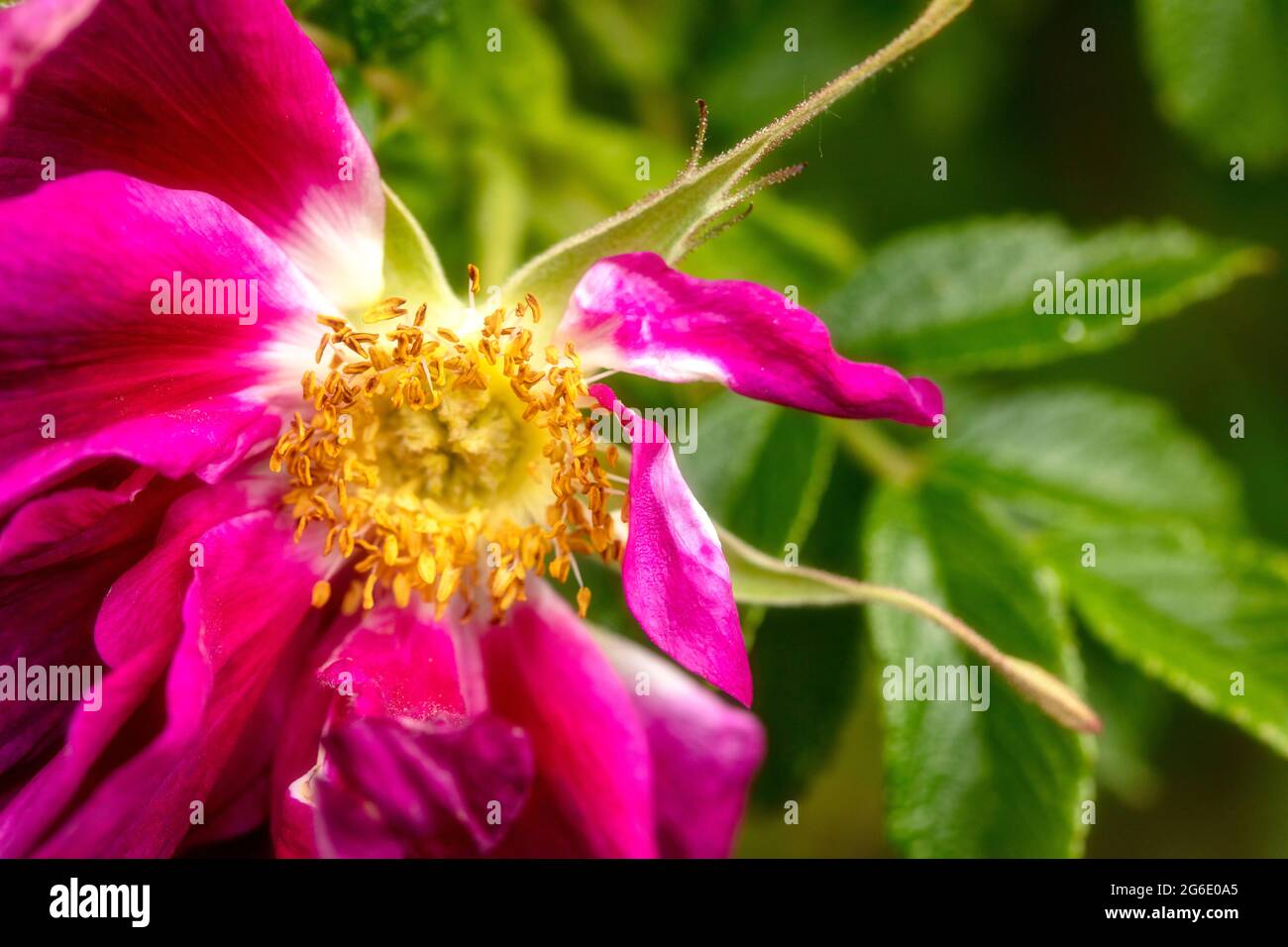 Stunning Rosa 'Just Joey’, rose 'Just Joey’ blooms in close-up. Natural ...