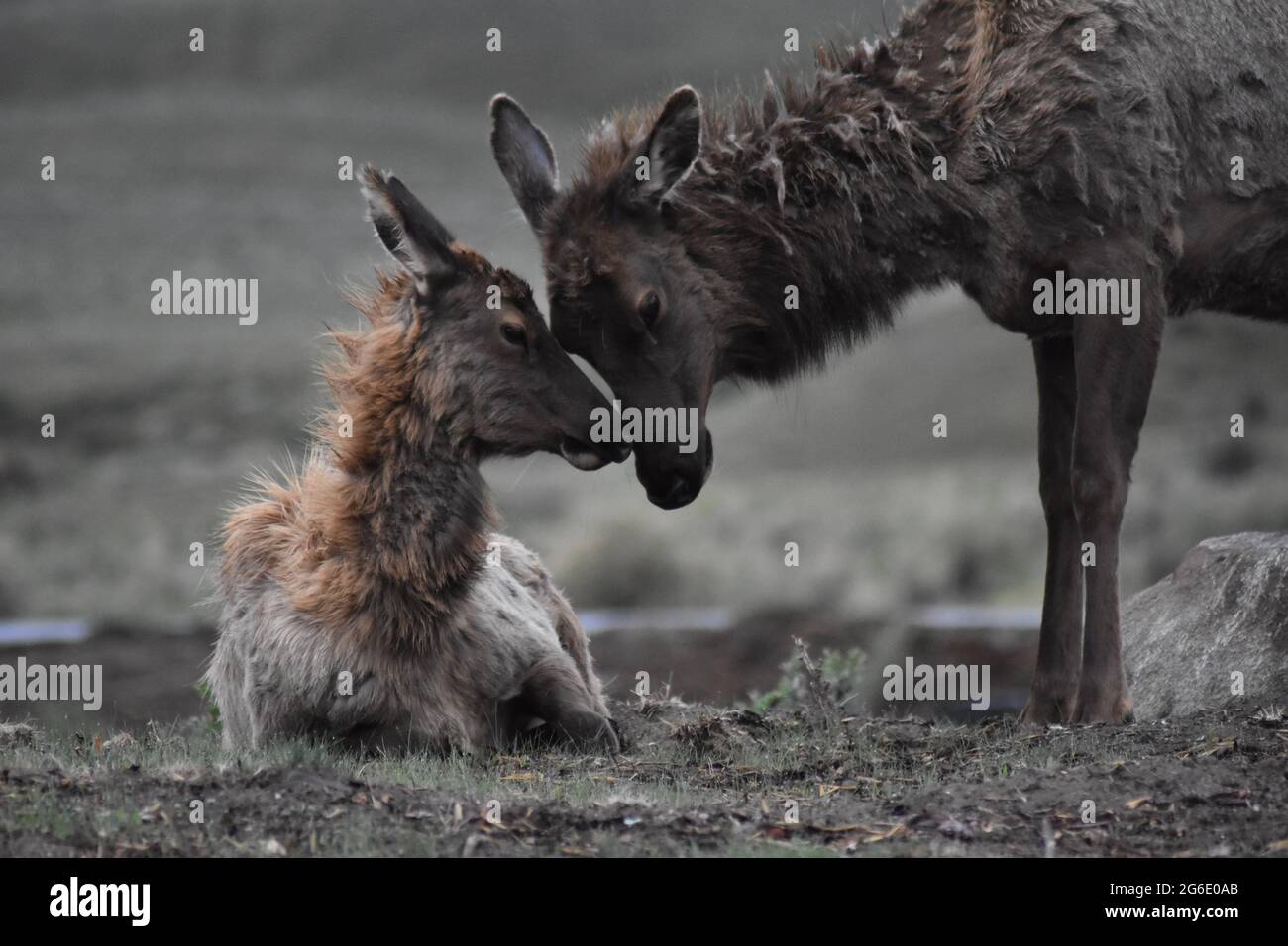 Three elk in nature Stock Photo - Alamy
