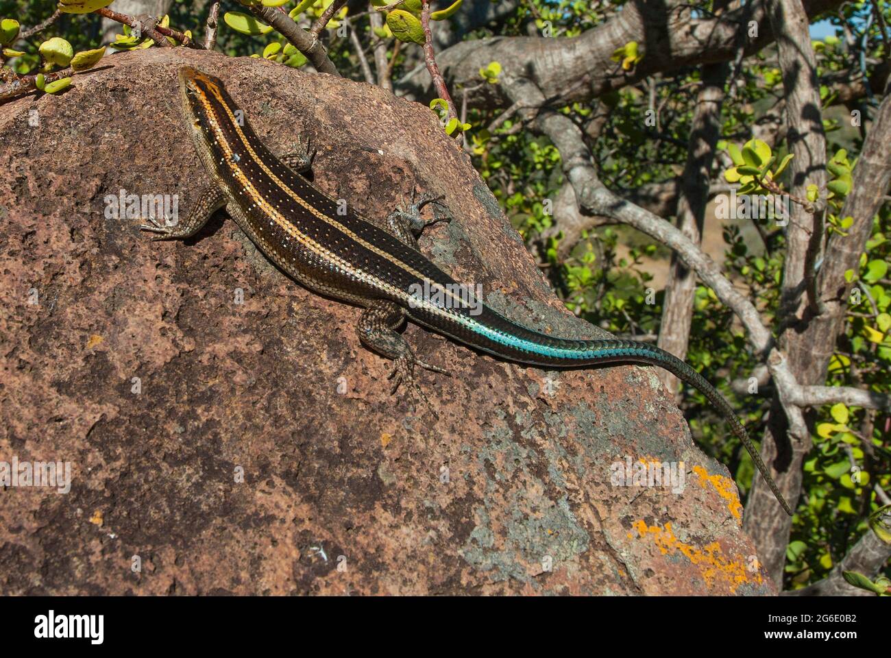 Dwarf plated lizards hi-res stock photography and images - Alamy