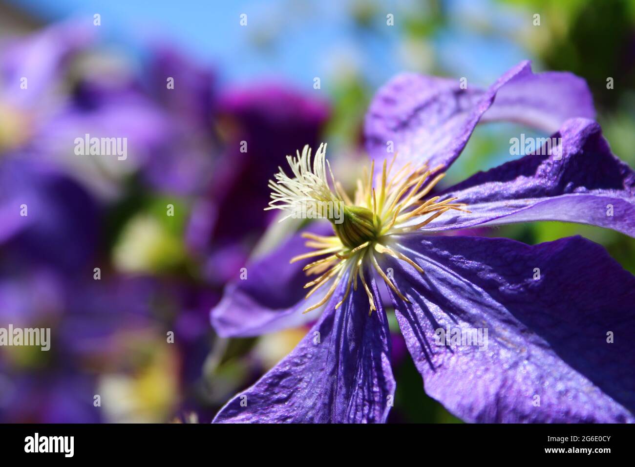 Purple Flower Petals Stock Photo - Alamy