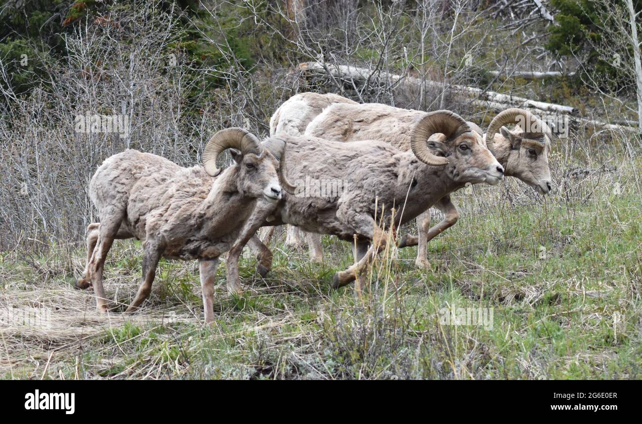 Rams running together Yellowstone Stock Photo - Alamy