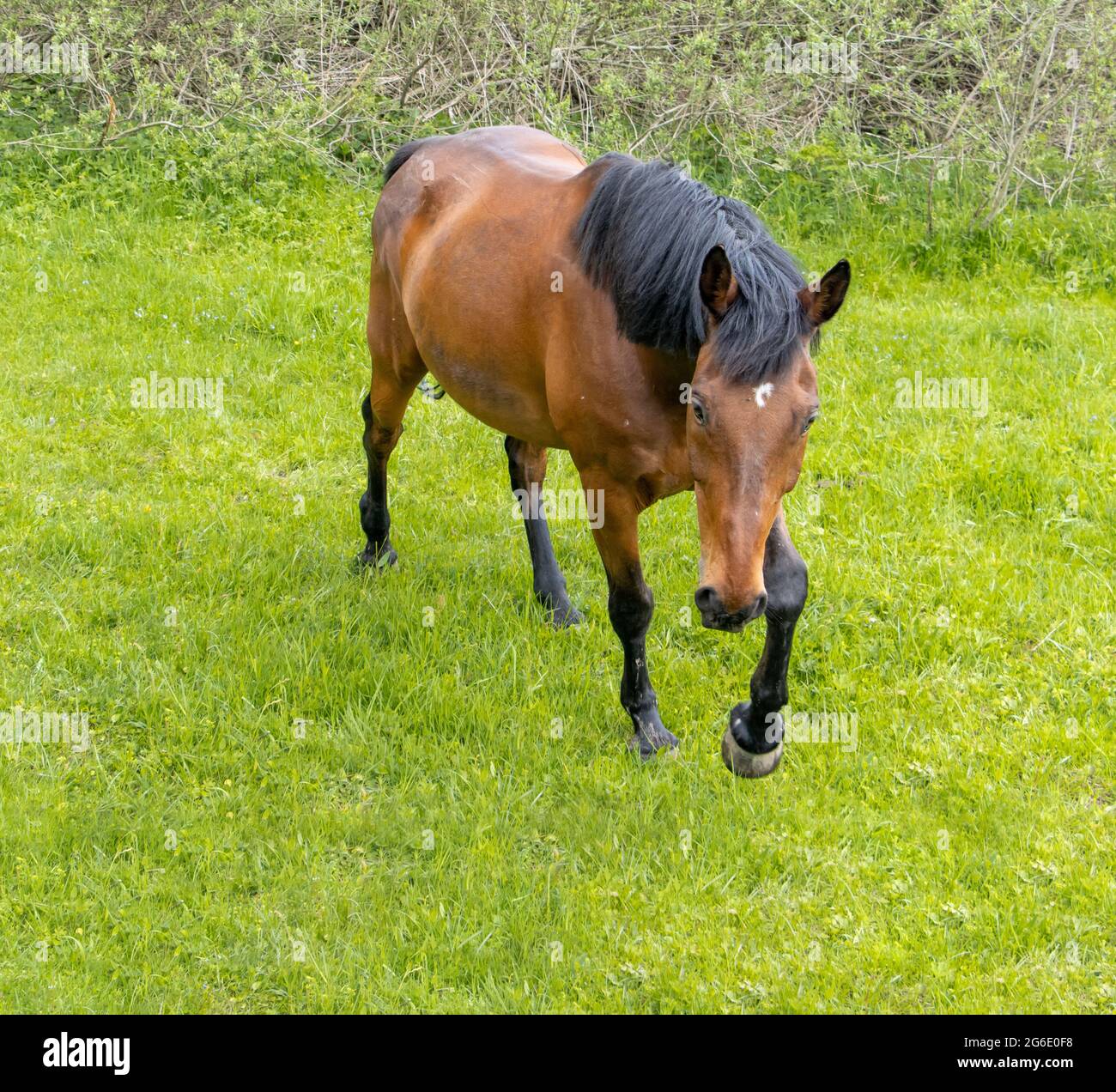 Arabian stallion walking hi-res stock photography and images - Alamy