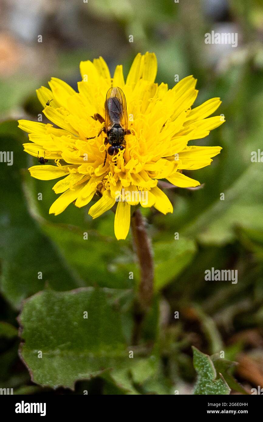Bee Pollenating a Flower Stock Photo - Alamy