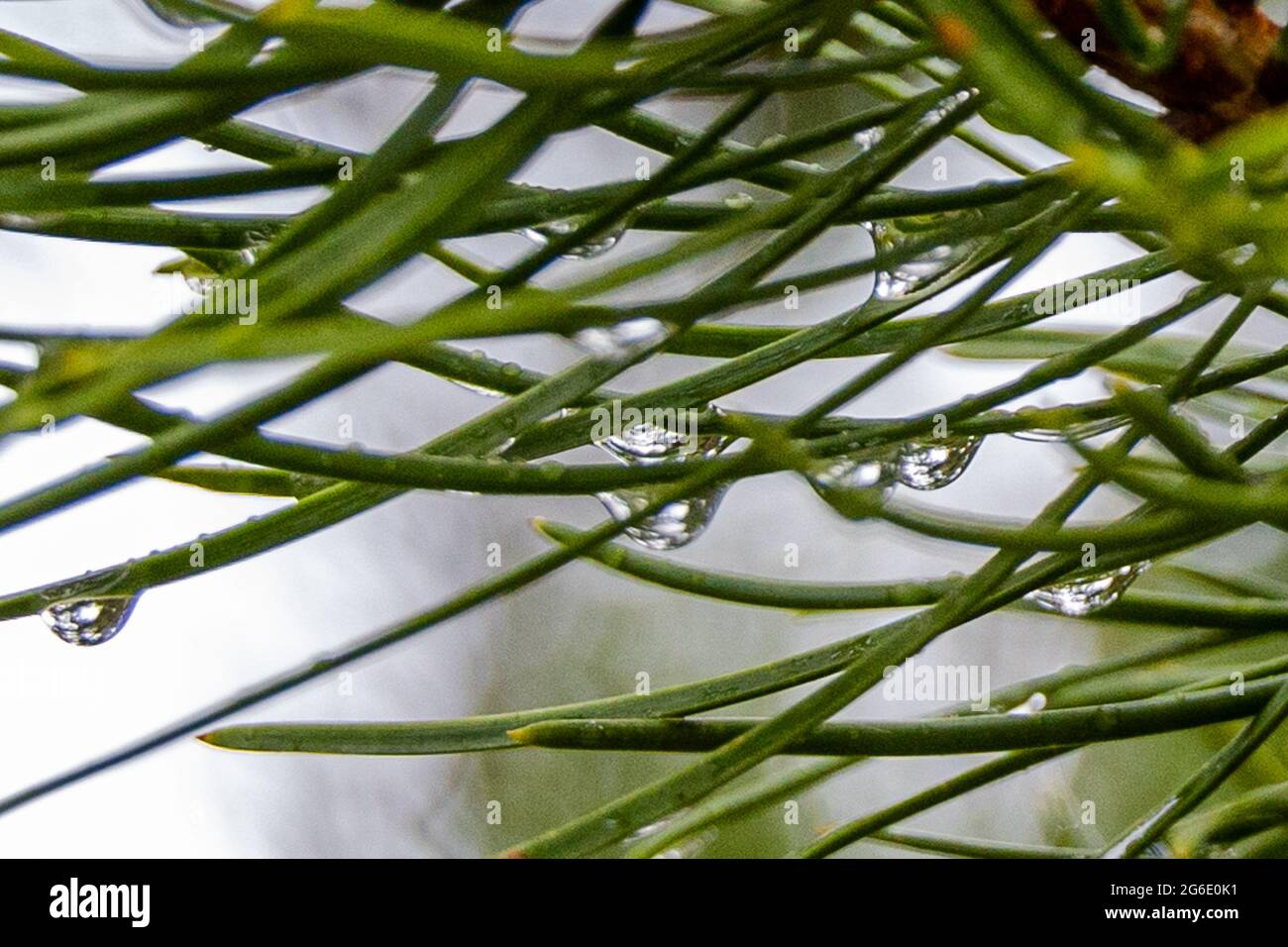 Summer pine tree hi-res stock photography and images - Alamy