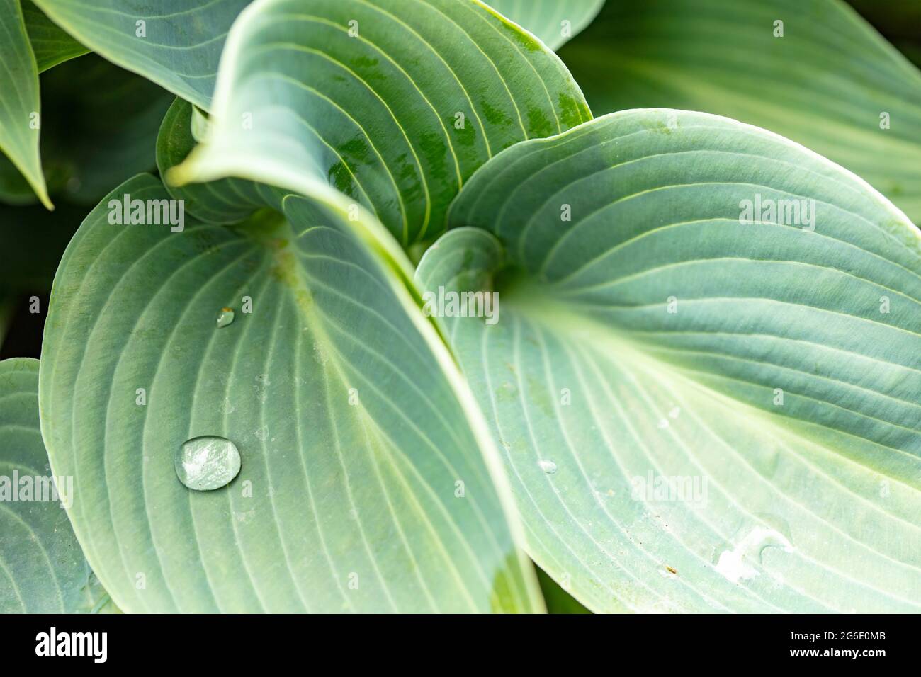 Natural Macro plant portrait of Hosta 'Buckshaw Blue’, plantain lily ...