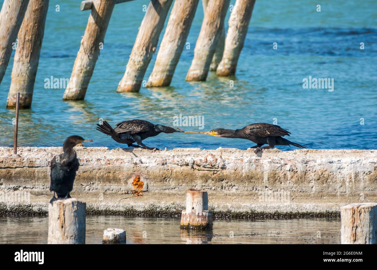 Two cormorants are pulling a stick. Two cormorants are playing on the ...