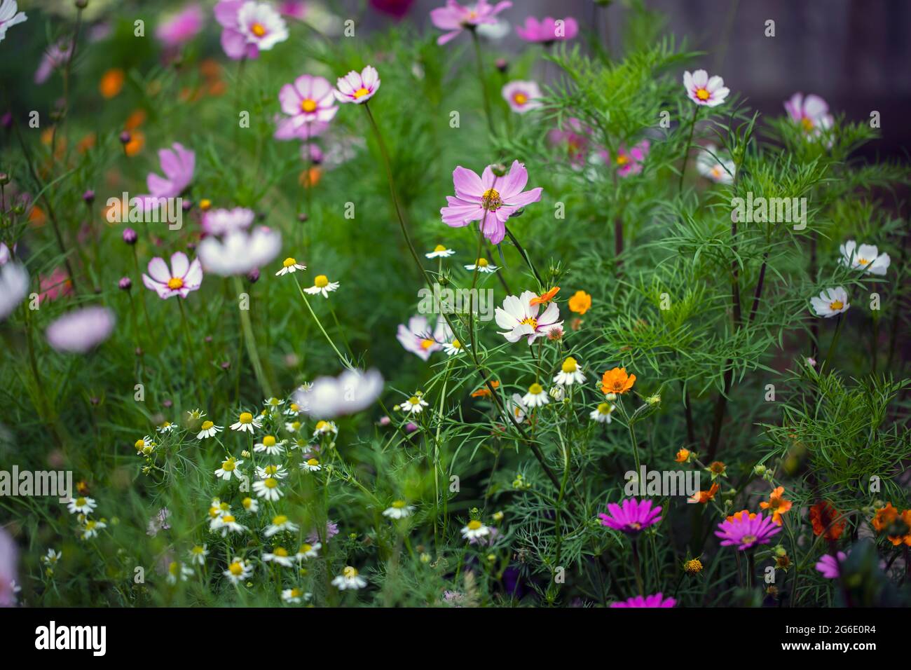 Mixed flower border with cosmos Stock Photo - Alamy