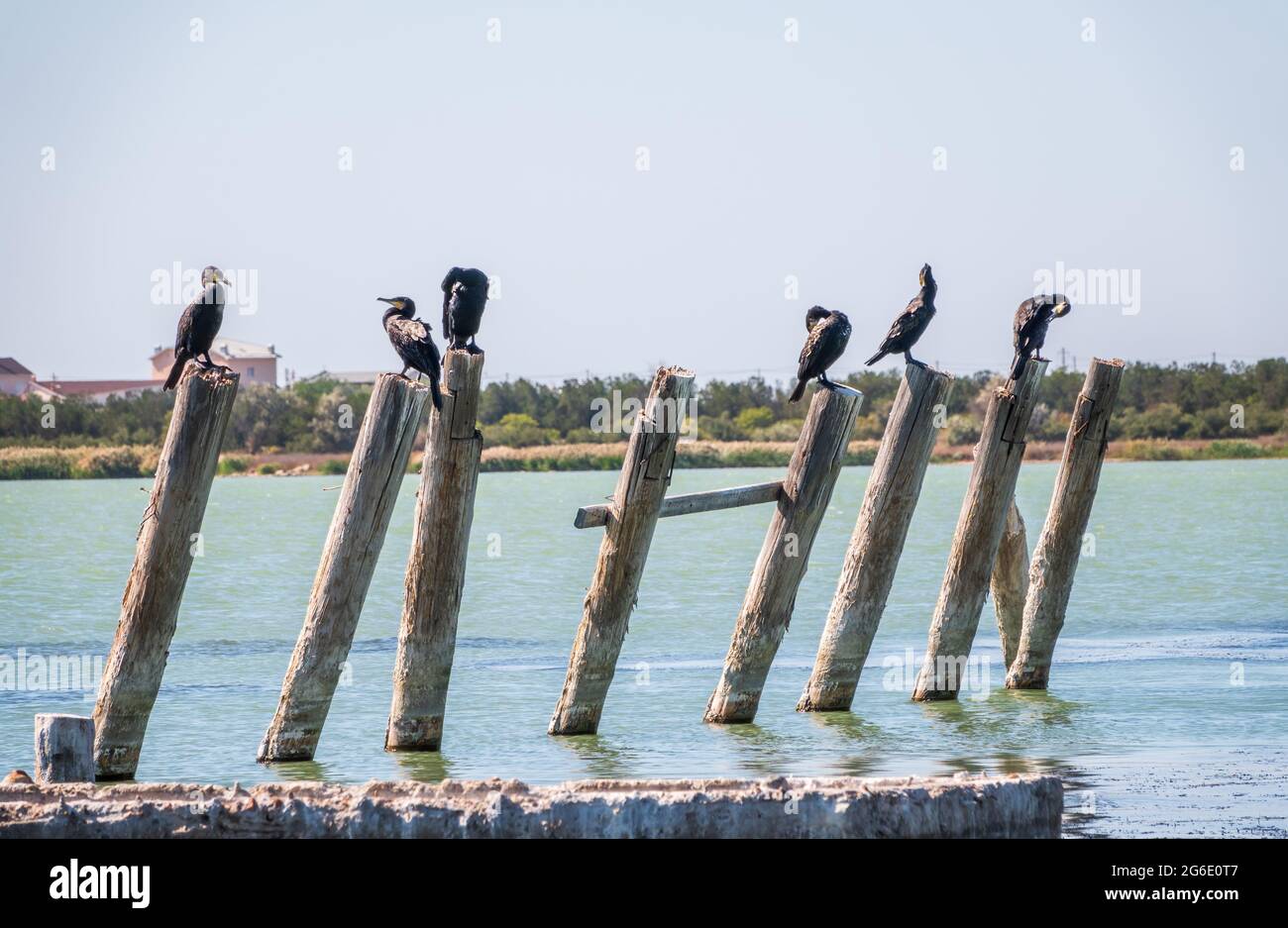A flock of cormorants sits on a old sea pier. The great cormorant ...