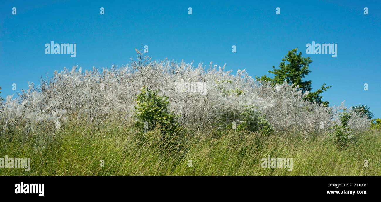 Insect damage by Ermine butterfly (Yponomeutidae) in Ystad, Scania ...