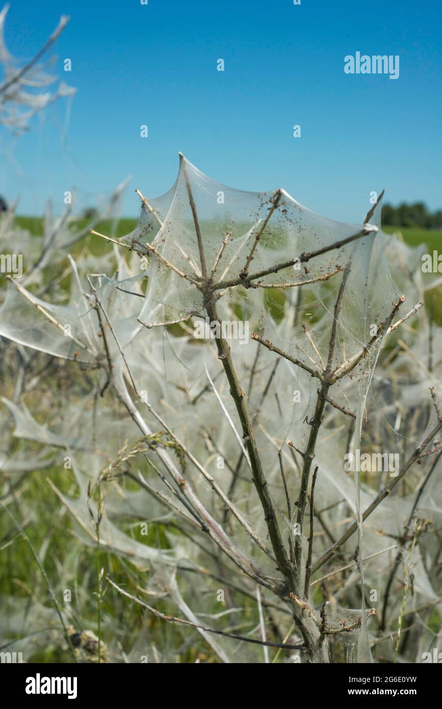Insect damage by Ermine butterfly (Yponomeutidae) in Ystad, Scania ...