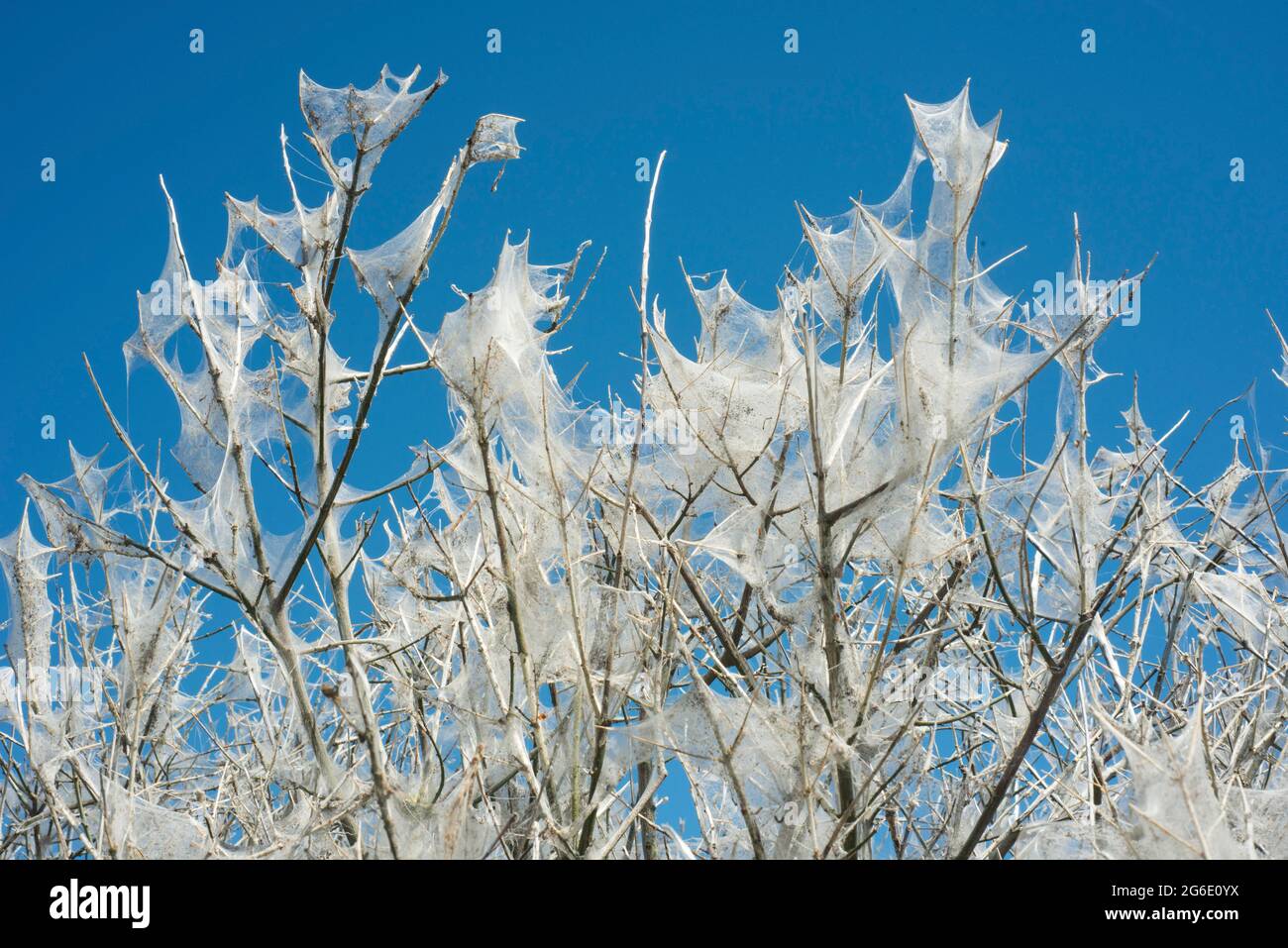 Insect damage by Ermine butterfly (Yponomeutidae) in Ystad, Scania ...