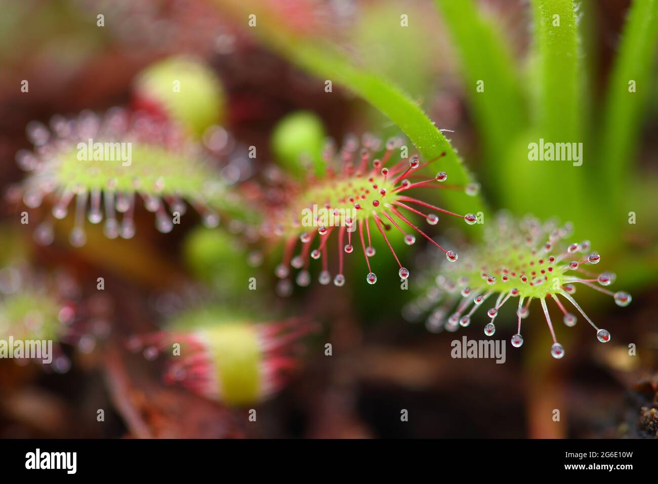 White Water Rose, Water Lily on a Pond at Low Barns Nature Reserve ...
