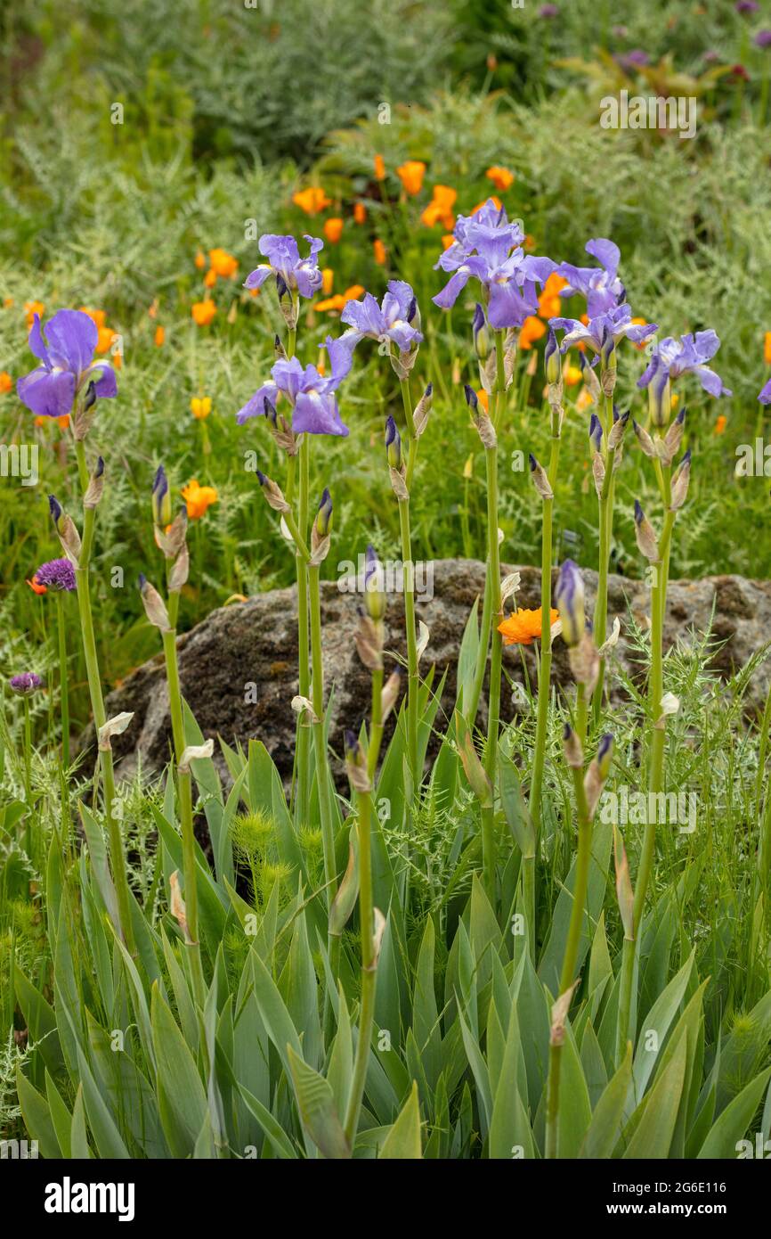 Orris root plant hi-res stock photography and images - Alamy