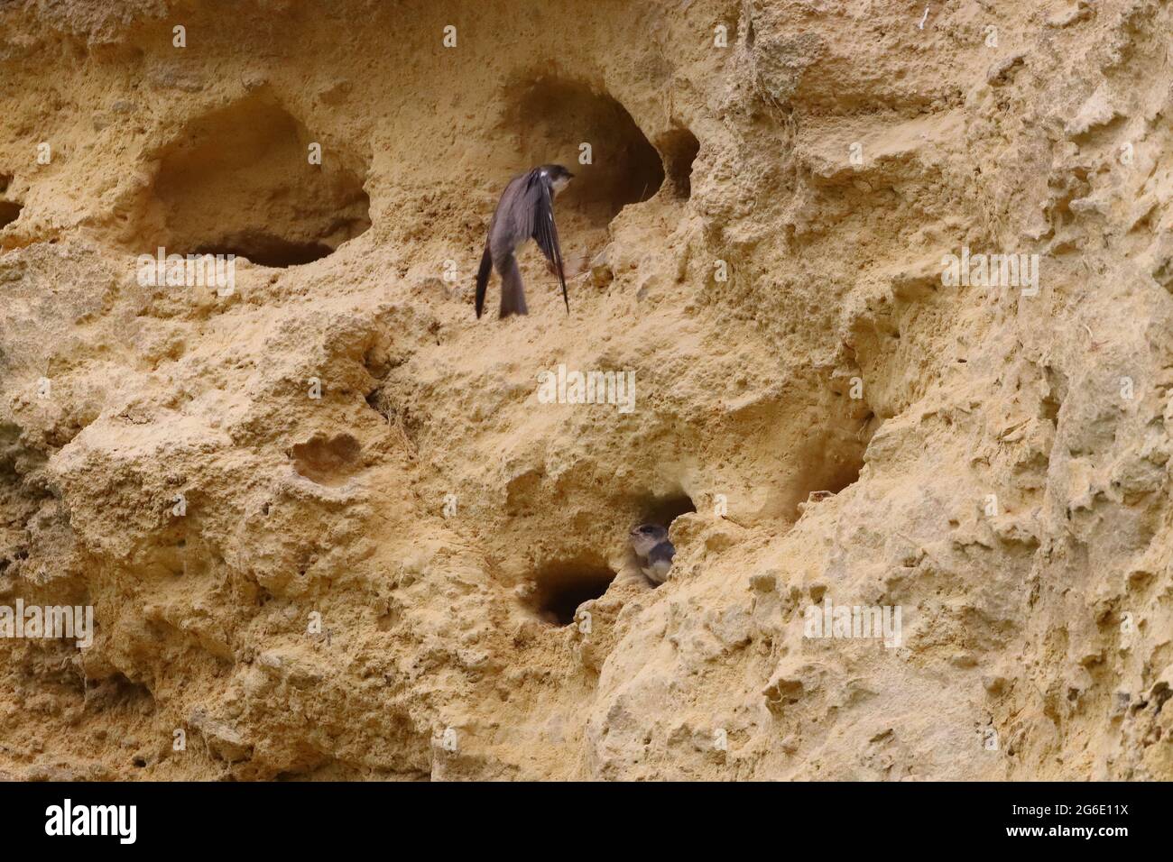 Sand martin flying into nest hi-res stock photography and images - Alamy