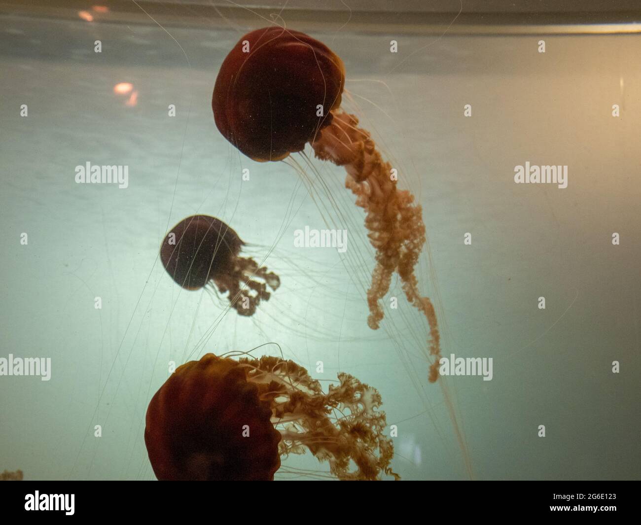 Jellyfish with long tentacles swimming in an aquarium Stock Photo - Alamy