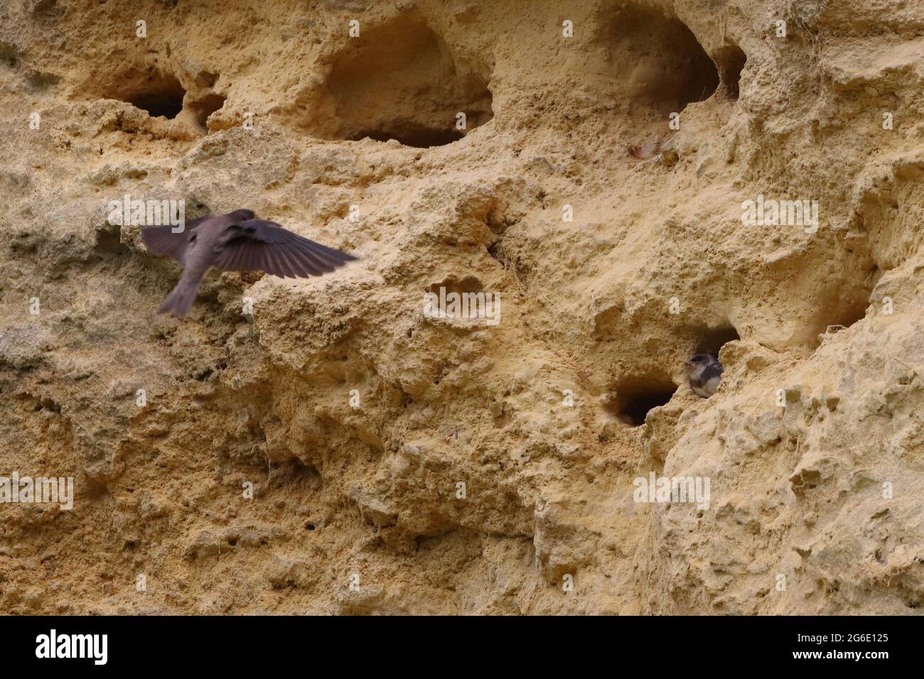 A Sand Martin Flying to its Nest with a Chick looking out of a Nest ...