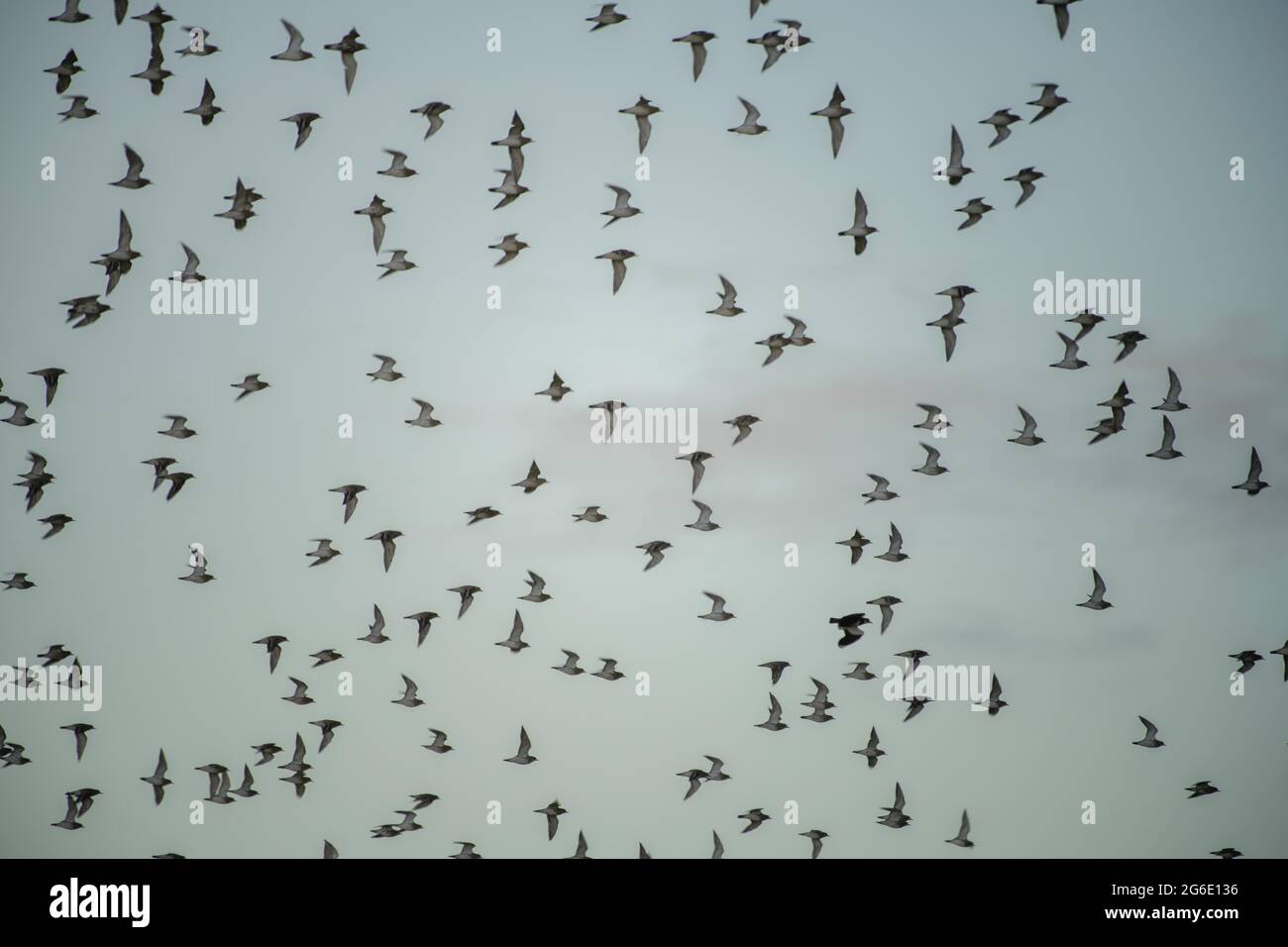 Denmark animals hi-res stock photography and images - Alamy