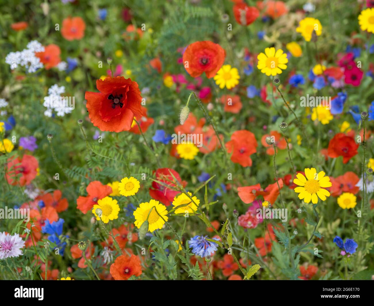 on a wildflower meadow are many different plants with yellow, red ...
