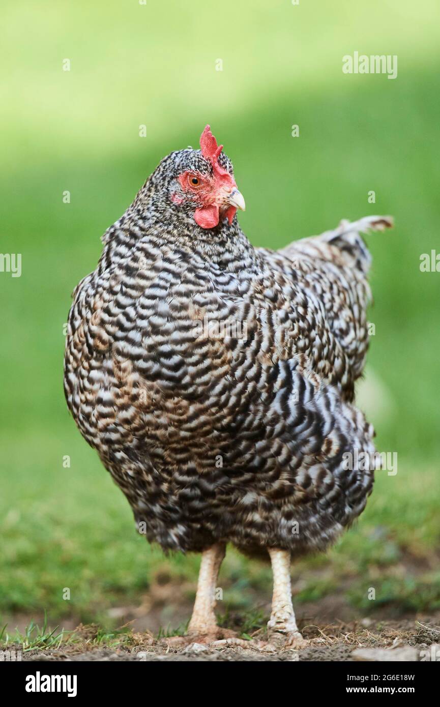 Chicken gallus gallus domesticus on a meadow hi-res stock photography ...