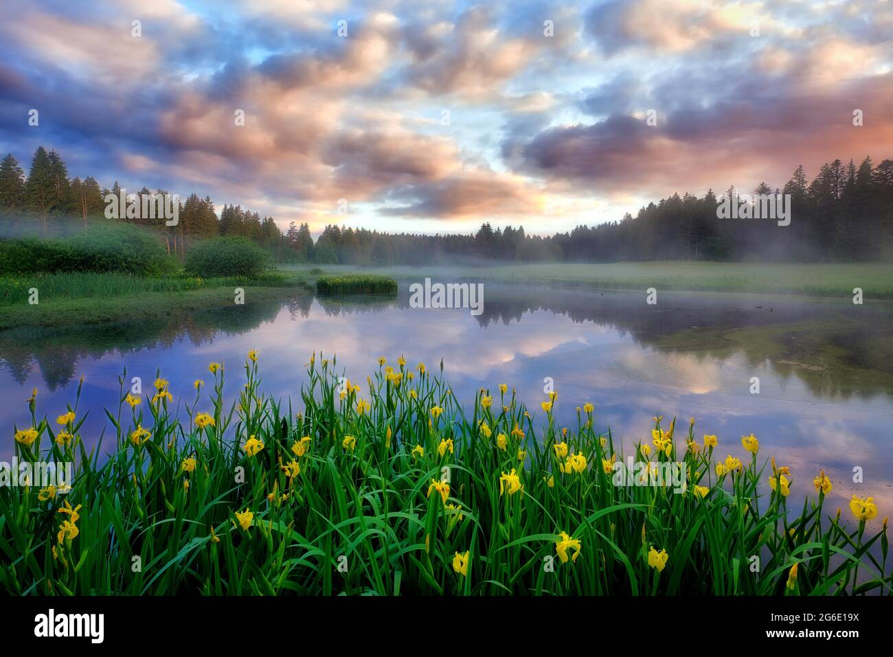 Raised bog wax thorn moss with marsh irises (Iris pseudacorus ...