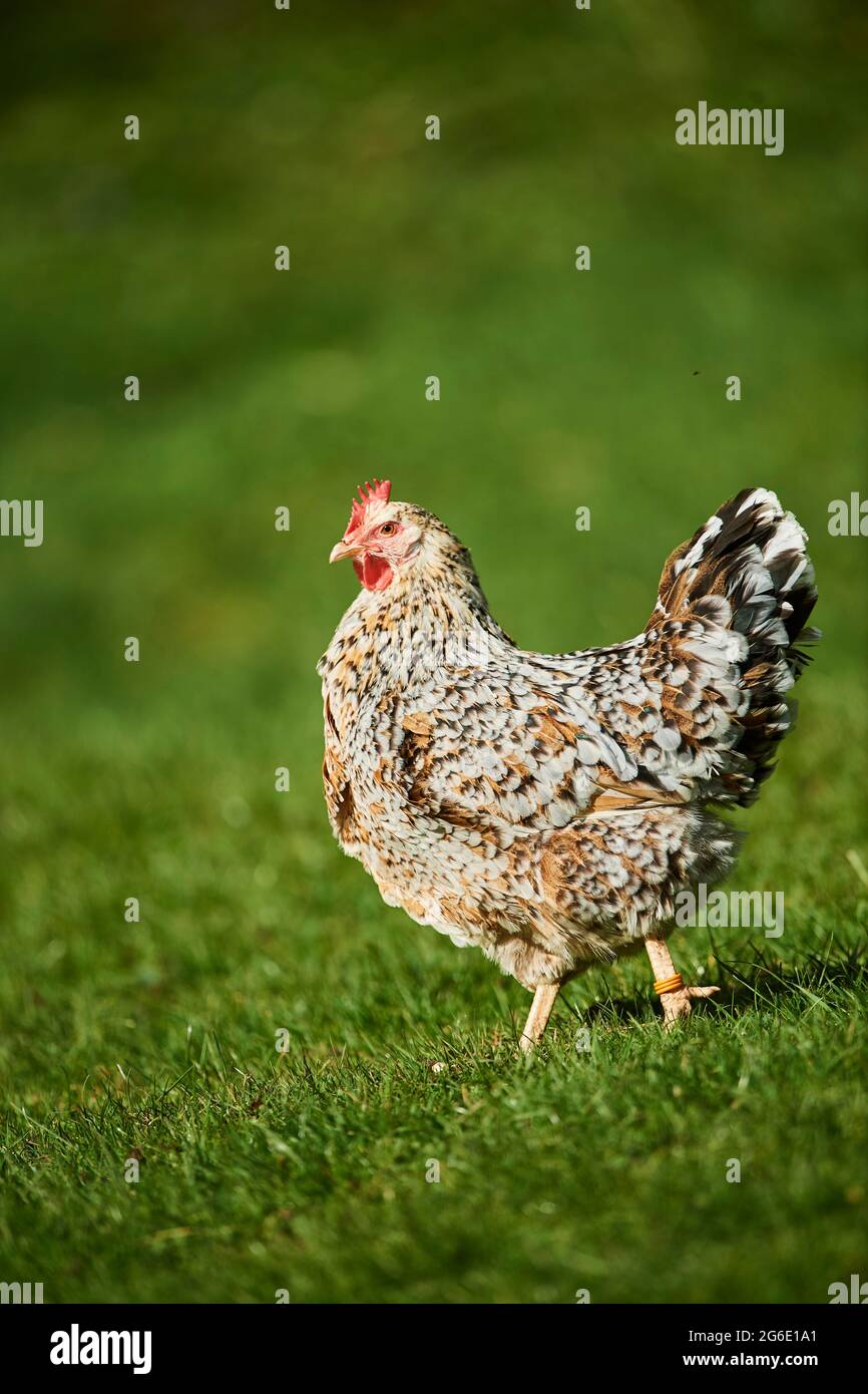 Chicken gallus gallus domesticus on a meadow hi-res stock photography ...
