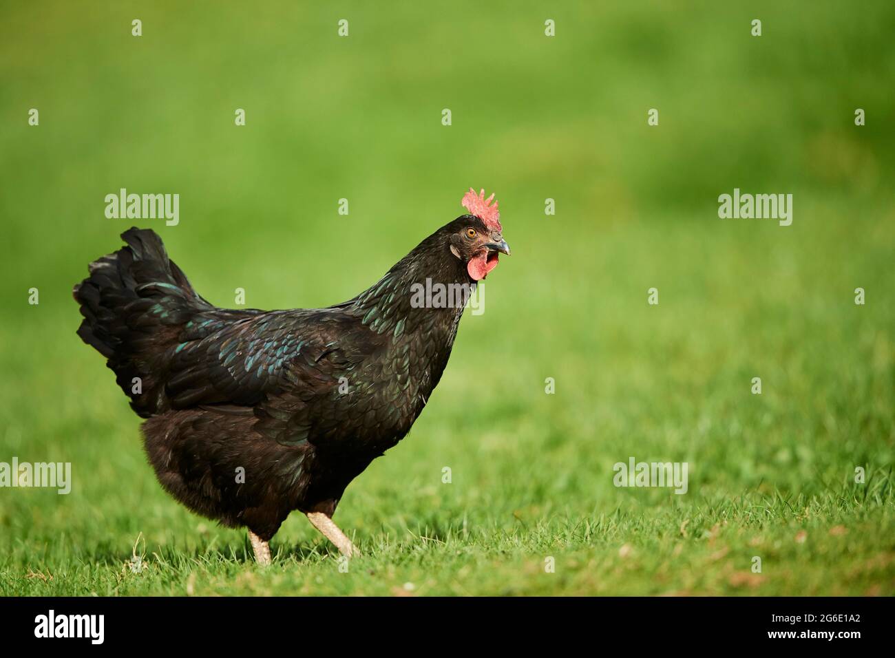 Chicken (Gallus gallus domesticus), hen, on a meadow, Upper Palatinate ...