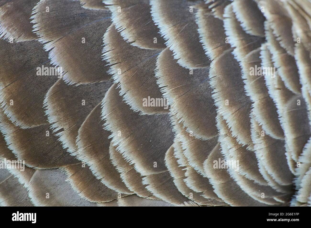 Goose feathers hi-res stock photography and images - Alamy
