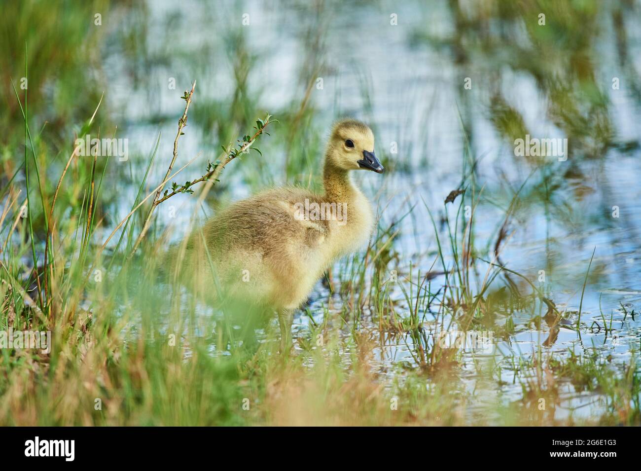 Greylag goose (Anser anser) chick on a meadow, Bavaria, Germany Stock ...