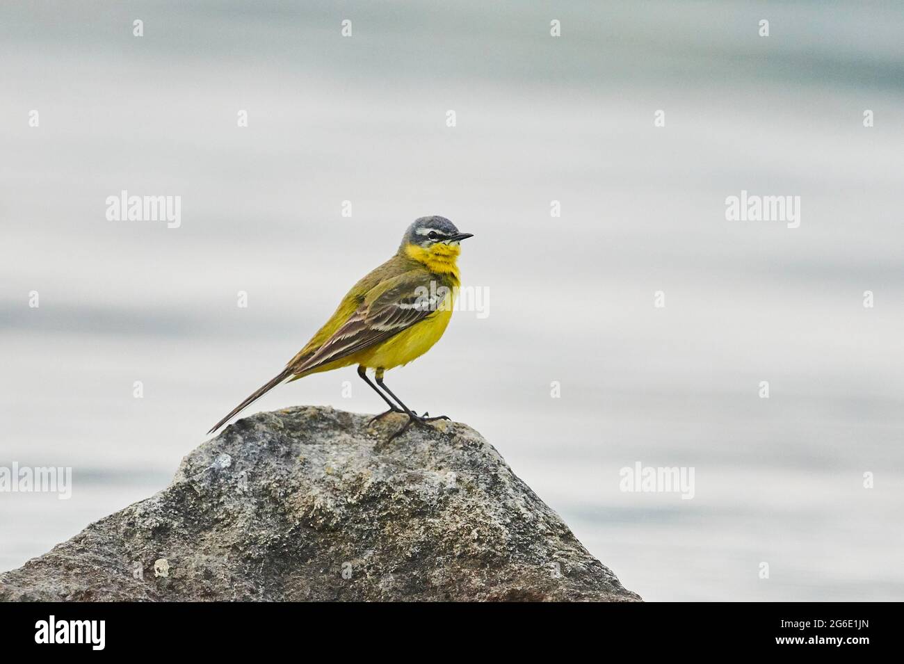 Western yellow wagtail (Motacilla flava) sitting on rock at danubia ...