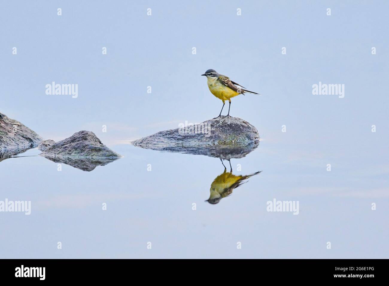 Western yellow wagtail (Motacilla flava) sitting on rock at danubia ...