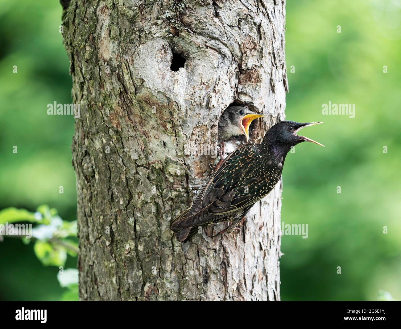 Common starling (Sturnus vulgaris) feeding young bird at breeding ...