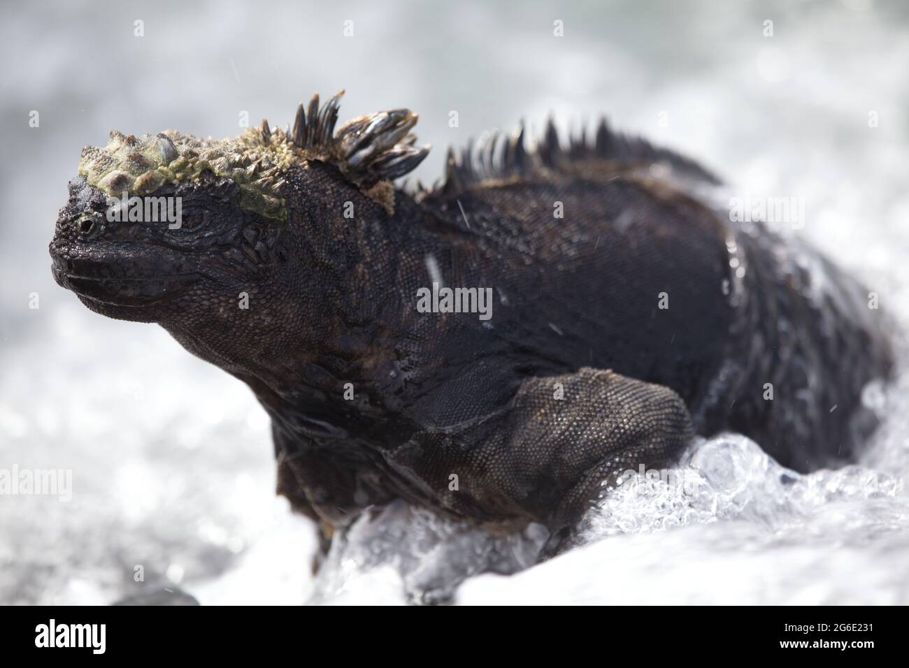 Side on portrait of Marine Iguana (Amblyrhynchus cristatus) submerged ...