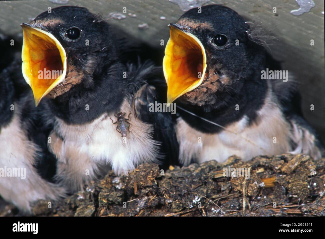Rhine swallow hi-res stock photography and images - Alamy