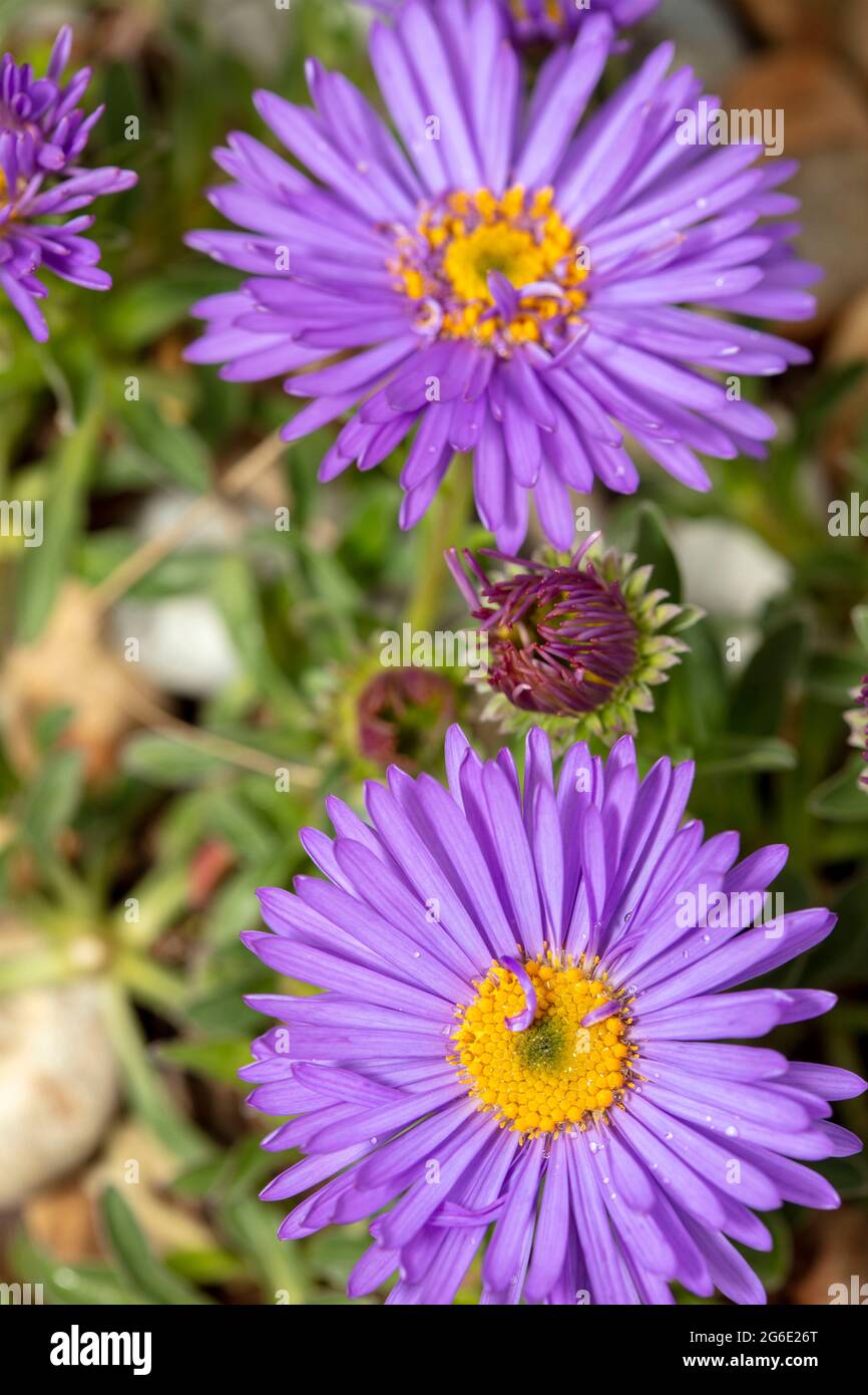 Aster alpinus ‘Goliath’, Alpine aster ‘Goliath' flowering in a rock ...