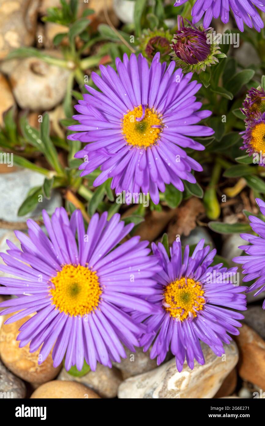 Aster alpinus ‘Goliath’, Alpine aster ‘Goliath' flowering in a rock ...