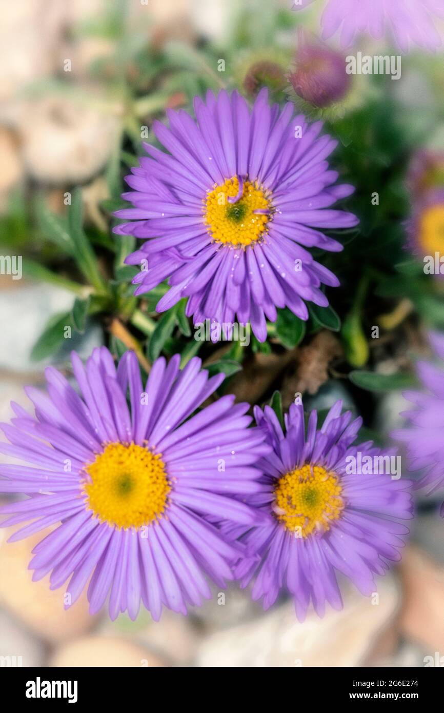 Aster alpinus ‘Goliath’, Alpine aster ‘Goliath' flowering in a rock garden setting Stock Photo ...