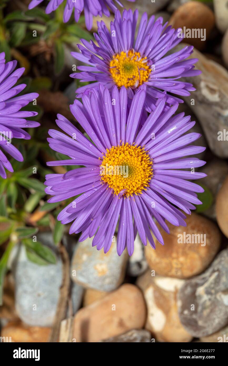 Aster alpinus ‘Goliath’, Alpine aster ‘Goliath' flowering in a rock ...