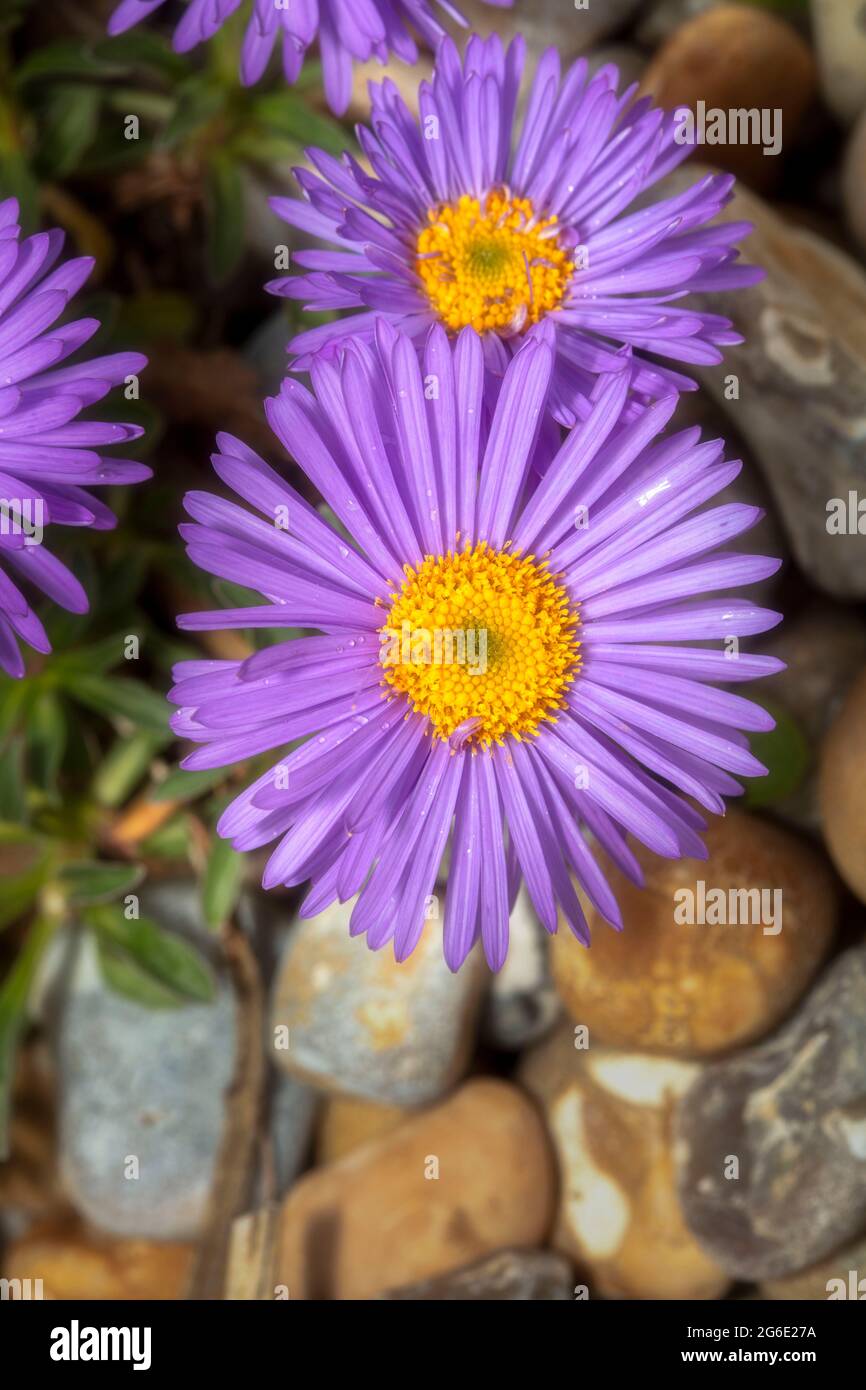 Aster alpinus ‘Goliath’, Alpine aster ‘Goliath' flowering in a rock ...